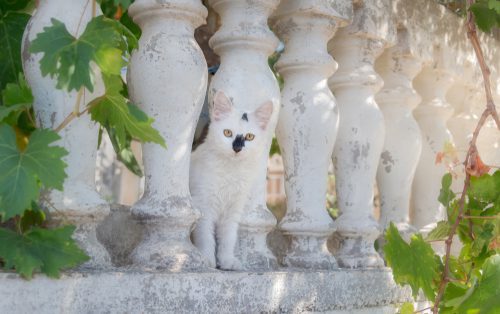 Parapet Wall Design Ideas to Elevate Your Home