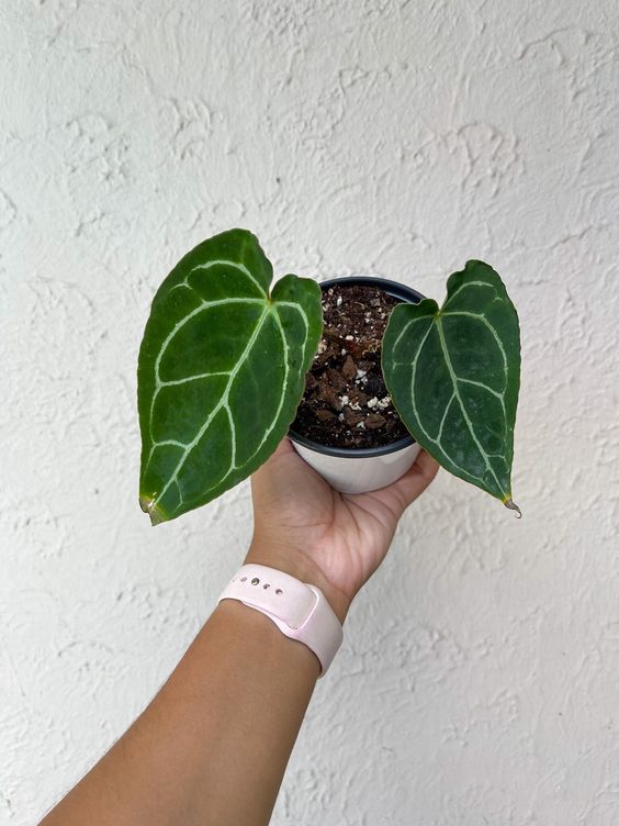 Anthurium: A Guide for Growing and Planting in the Home