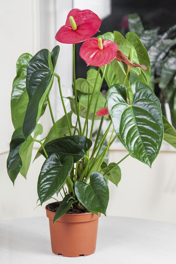 Anthurium: A Guide for Growing and Planting in the Home