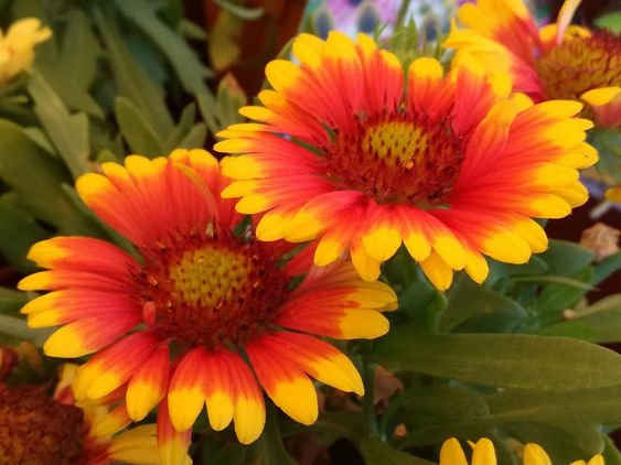 Galadia Flower Image | Best Flower Site