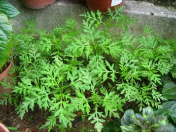 Ulam Raja: Facts, How to Grow and Maintenance Tips