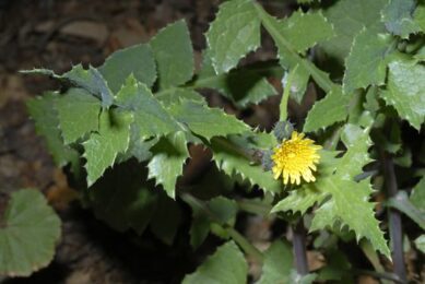 Sonchus Oleraceus: Facts, benefits, grow and care tips