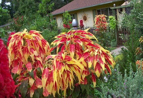 Amaranthus tricolor: Know how to grow edible amaranth