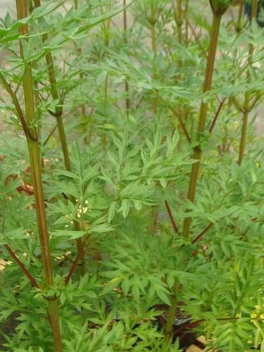 Ulam Raja: Facts, How to Grow and Maintenance Tips