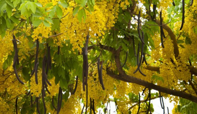Amaltas Know Facts Uses And Benefits Of The Golden Rain Tree