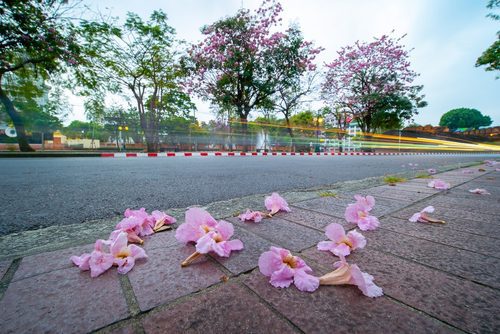 Tabebuia rosea: Why you should know