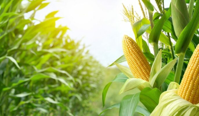 Dracaena Fragrans: Why You Should Plant