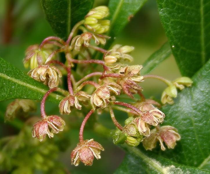 Dodonaea Viscosa: How to Grow and Care In 2023