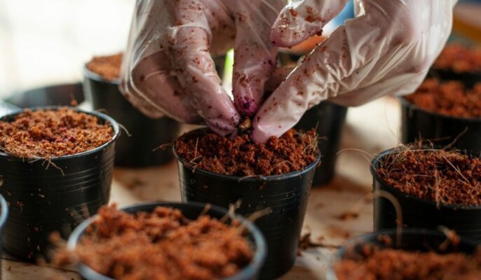 Cocopeat: What is it and where is it used?