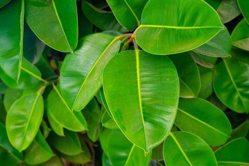 फिकस का पौधा: इसे कैसे उगाएं और इसकी देखभाल कैसे करें? | Housing News