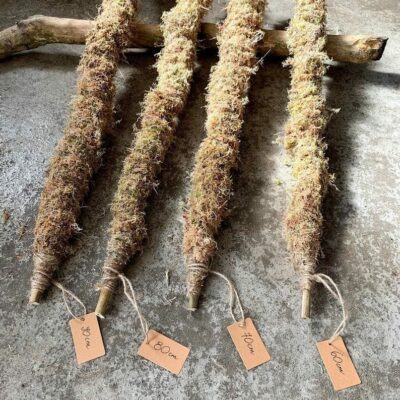 Moss Stick: Everything you Need to Know
