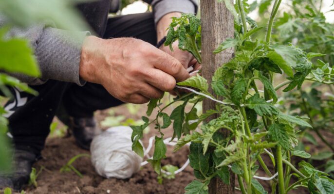 Moss Stick: Everything you Need to Know