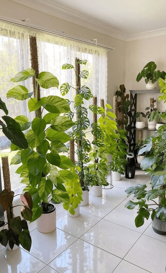 Pothos Plant: Facts, uses, grow & care guide
