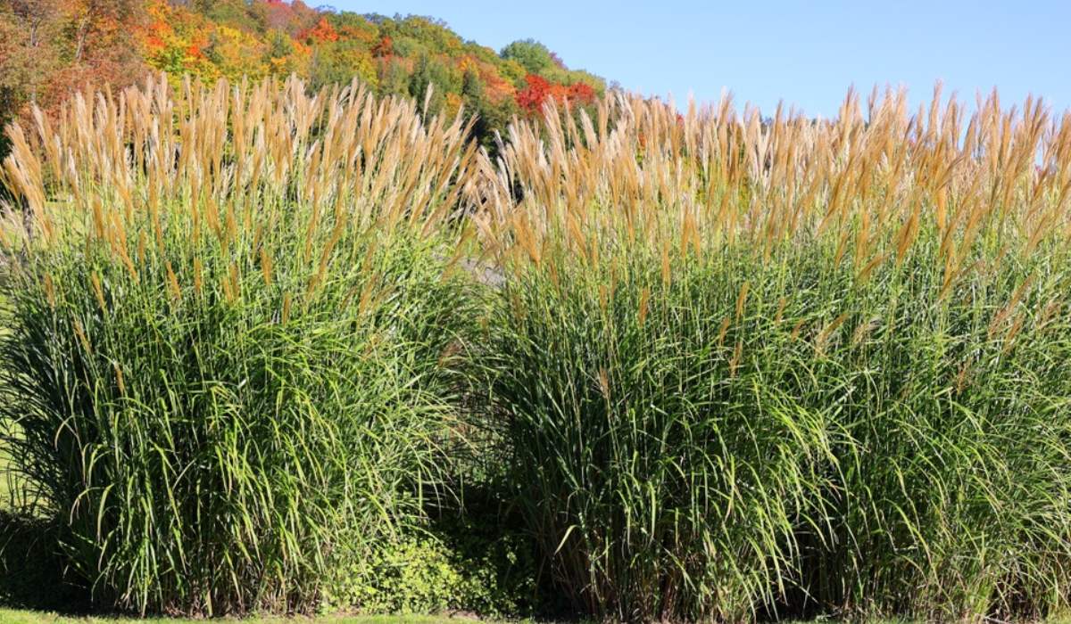 Sarkanda: Facts, physical description, how to grow and maintain, and uses