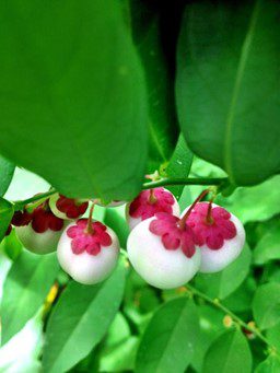 Sauropus Androgynus: Facts, Features, Maintenance and Uses