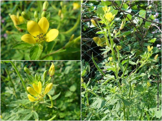 Cleome Viscosa: Facts, benefits, grow and care tips