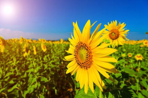 Summer flowers in India: List of top 10 flowers to grow