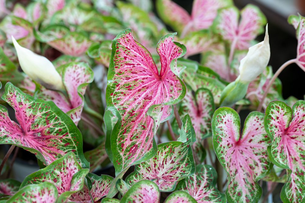 Caladium bicolor: Why it is the best houseplant for you