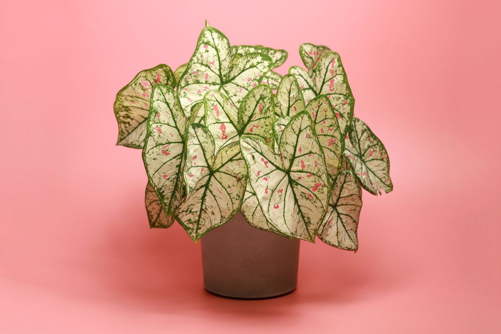 Caladium bicolor: Why it is the best houseplant for you