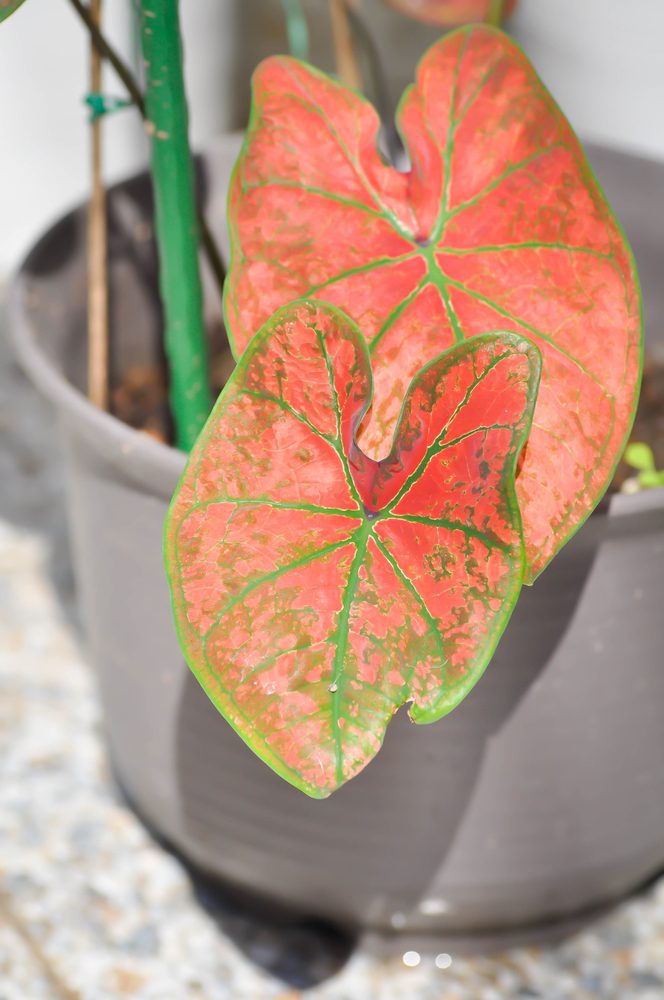 Caladium bicolor: Why it is the best houseplant for you