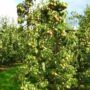 Pyrus communis: Growth tips for healthy pears