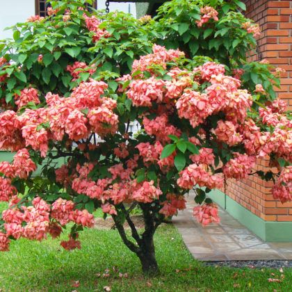 Mussaenda Plant: Facts, Growth and Caring Tips