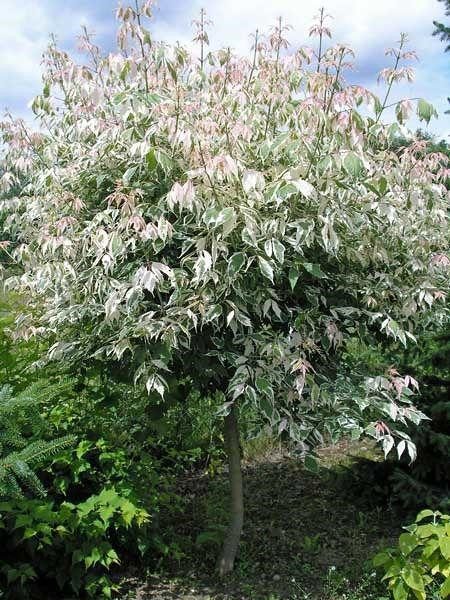 Box Elder: Facts, how to grow and maintain, and benefits