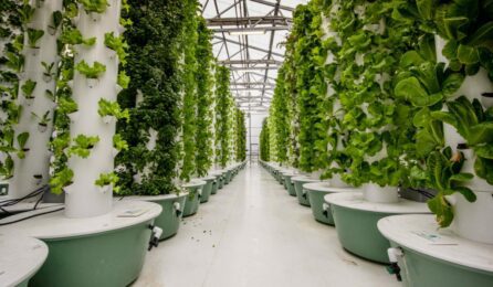 Aeroponics: Meaning, types, cost, tools required and more