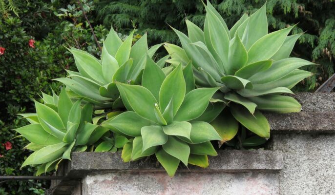 Agave Attenuata: Facts, Growth, Care, and Uses of Foxtail