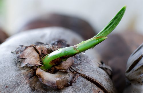 Coconut Plant: Facts, Benefits, How to Grow and Care