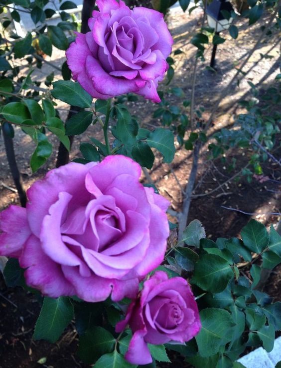 Floribunda Rose: Facts, How to Grow and Maintenance Tips
