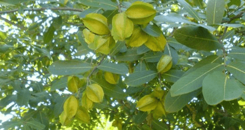 Arjun tree: Facts, uses, toxicity and care of Terminalia Arjuna