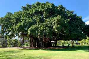 Banyan Tree: Facts, use, importance