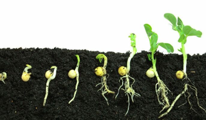Germination Everything You Need To Know