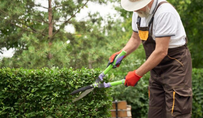 Hedges: Meaning, and Best Hedge Plants to Grow in Your Garden
