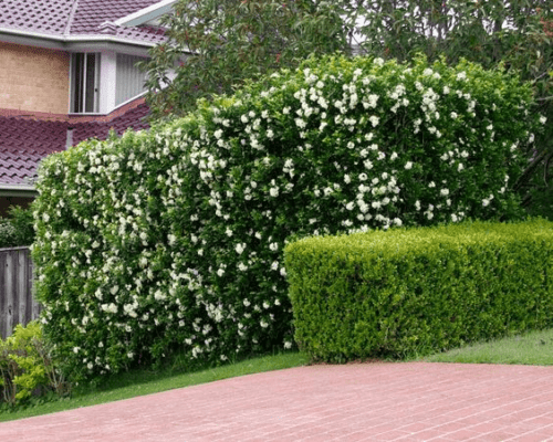 Hedges: Meaning, and Best Hedge Plants to Grow in Your Garden