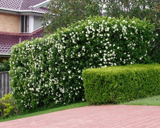 Hedges: Meaning, and Best Hedge Plants to Grow in Your Garden