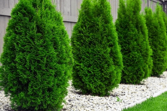 Hedges: Meaning, and Best Hedge Plants to Grow in Your Garden