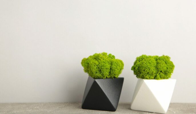 Moss Plant: Facts, Growth and Maintances