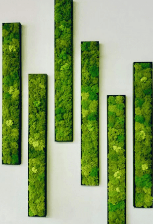 Moss Plant: Facts, Growth and Maintances