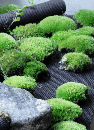Moss Plant: Facts, Growth and Maintances