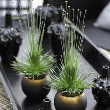 Syngonanthus Chrysanthus Mikado: Benefits and Growing Tips