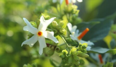 Parijat Tree: Benefits And How To Take Care Of Them