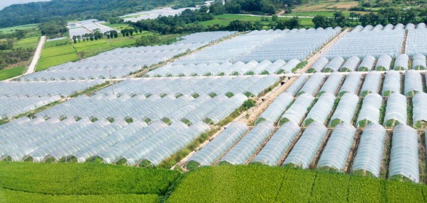 Green House: All you Need to know