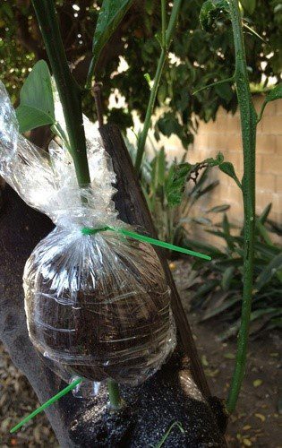 Layering: All you need to know about Propagation of Plants