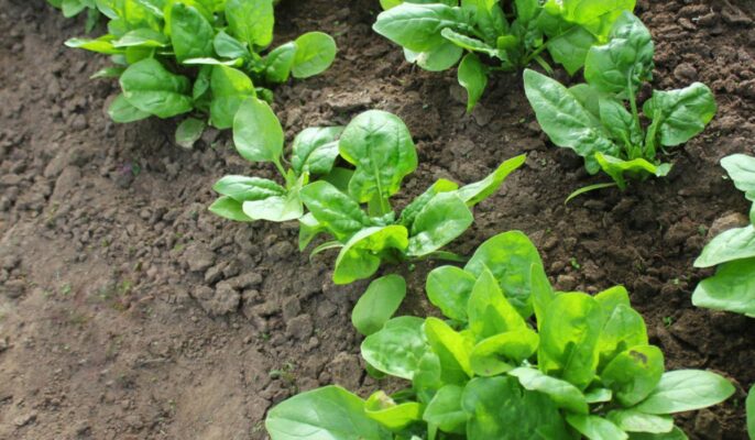 Spinach Plant Facts How To Grow Care Tips