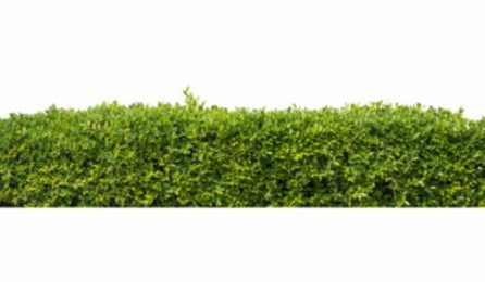 Bushes: Types, Uses, Characteristics and How to Plant