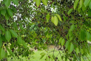 Jamun Tree: Facts, Benefits, How to Grow & Care in 2023