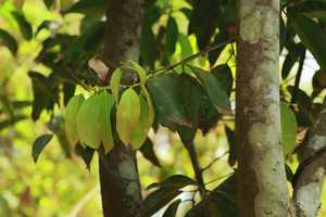 Ashok Tree: Facts, Benefits, Grow and Care Tips in 2023