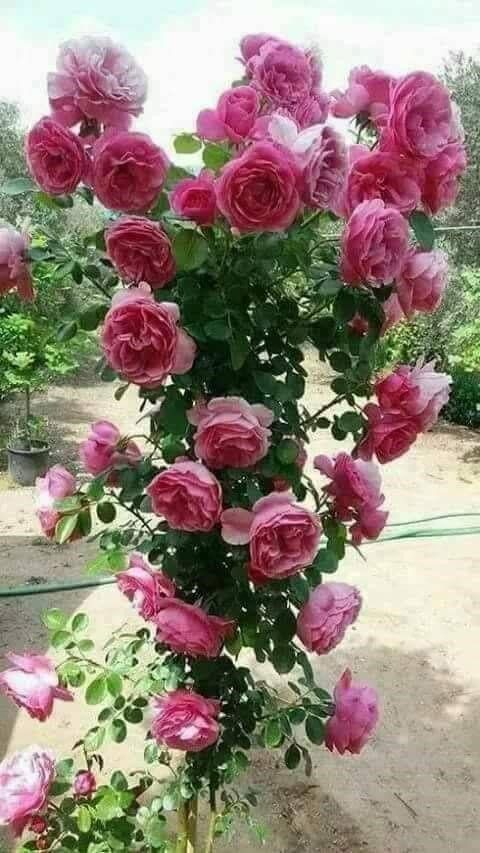 Climbing Rose: How to Grow and Care for the Plant?